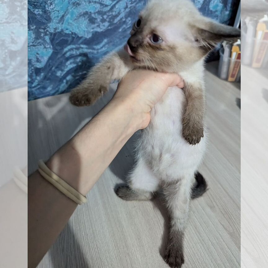 Котёнок в добрые руки