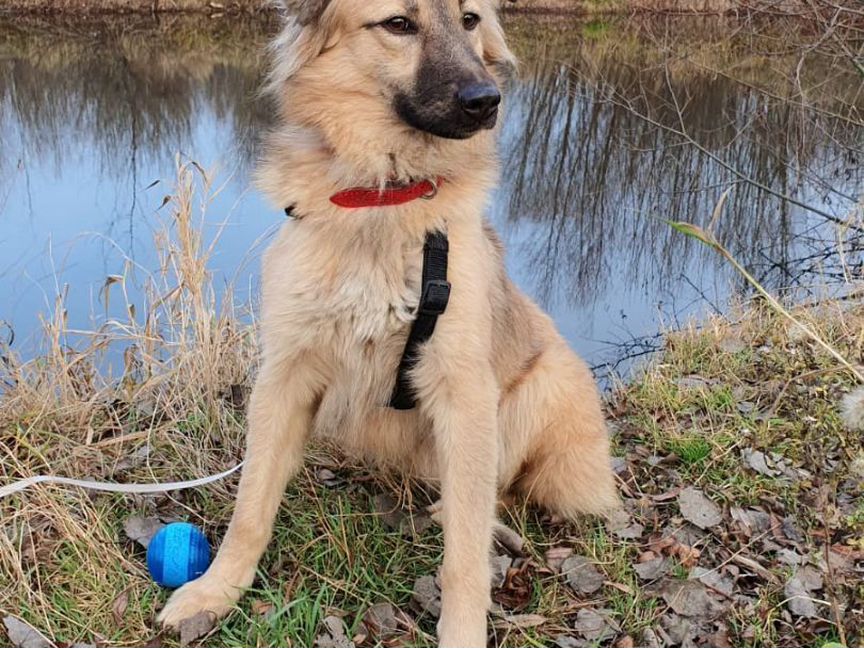 Собака в добрые руки небольшого размера