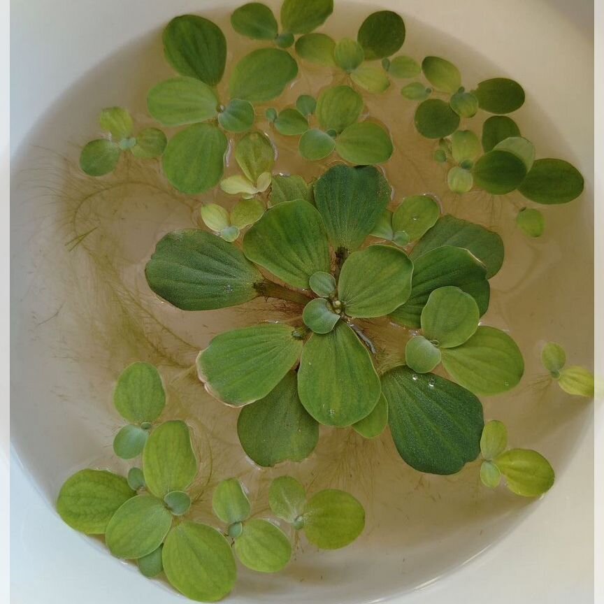 Аквариумные растения Пистия