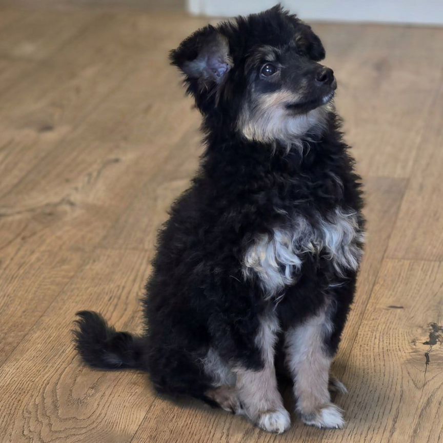 Щенок в добрые руки