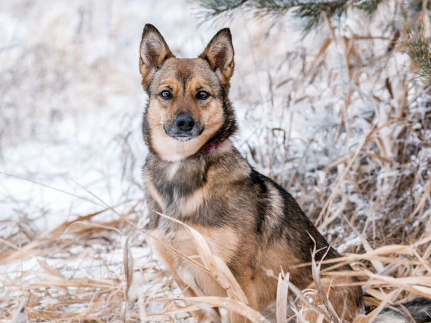 Маленькая собака Кортни для частного дома