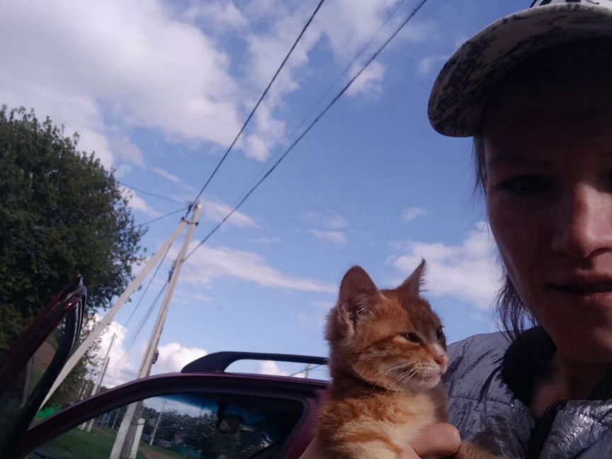 Котики маленькие бесплатно