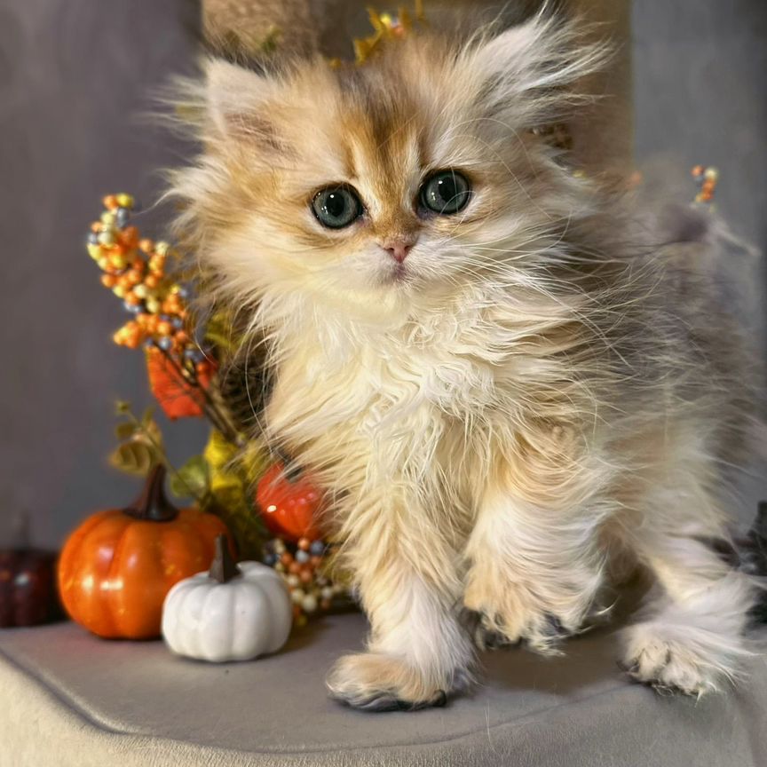 Британская золотая девочка Хлоя