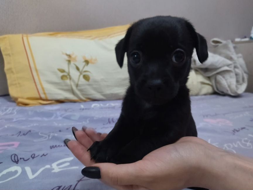 Тойчик мальчик