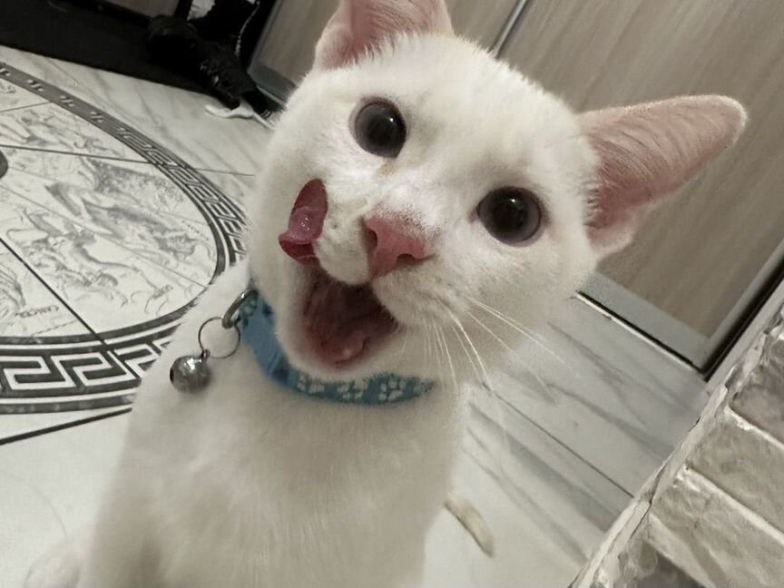 Отдам в добрые руки