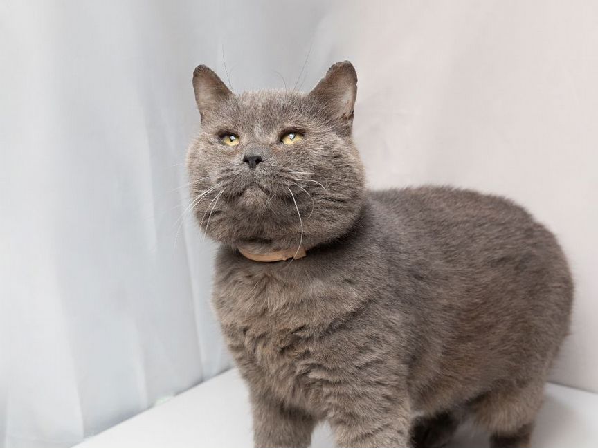 Британская