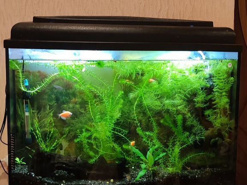 Аквариум с подсветкой на 100л