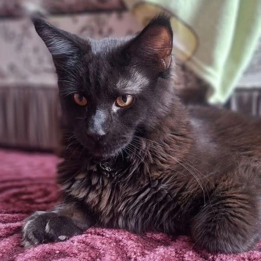 Мейн-кун котёнок