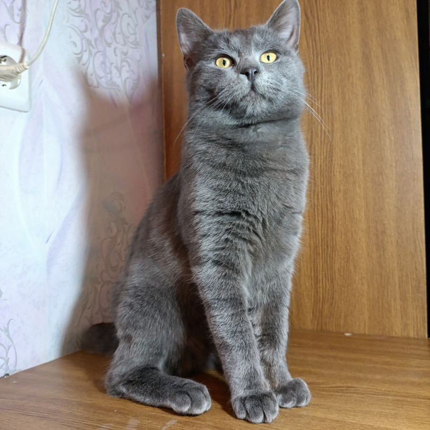 Чудесный котик, 4 мес