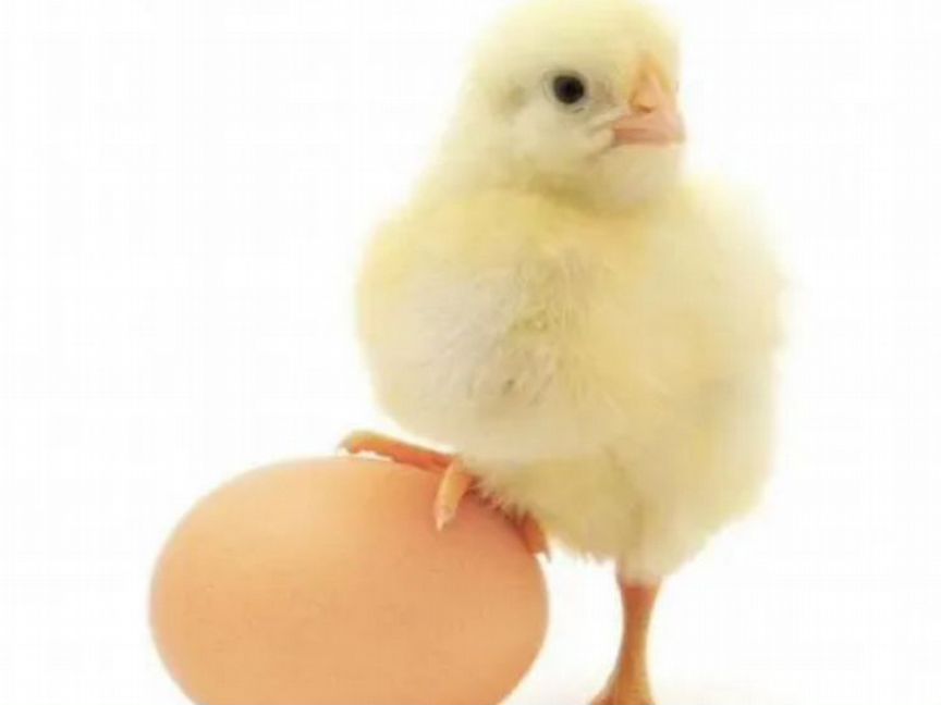 Продажа цыплят бройлеров