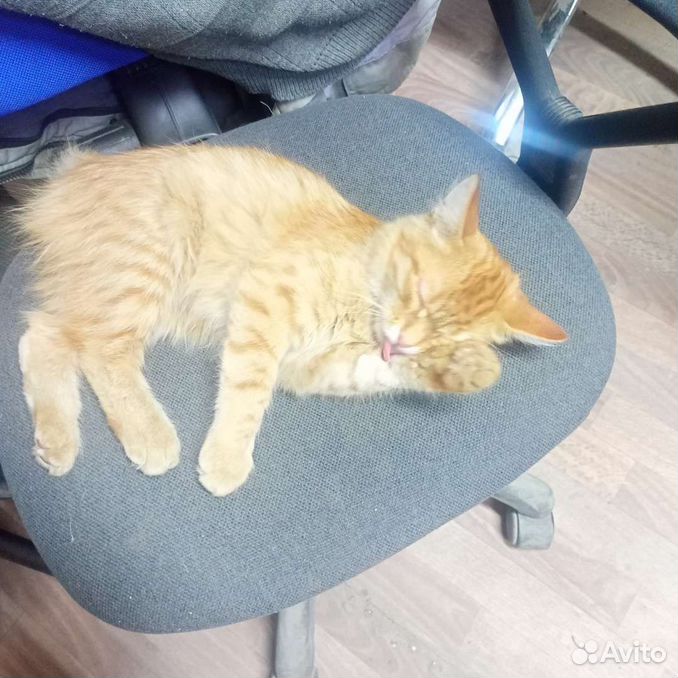 Курильский бобтейл рыжий