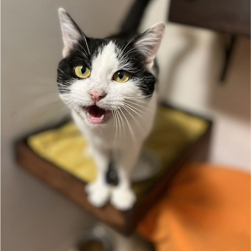 Взрослый кот в добрые руки