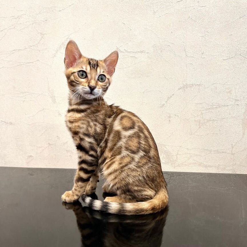 Бенгальская кошка