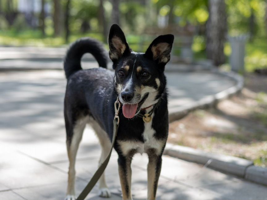 Лада ищет семью