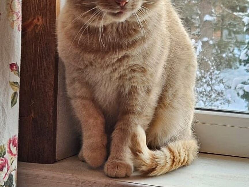 Брутальный персиковый кот Мерлин