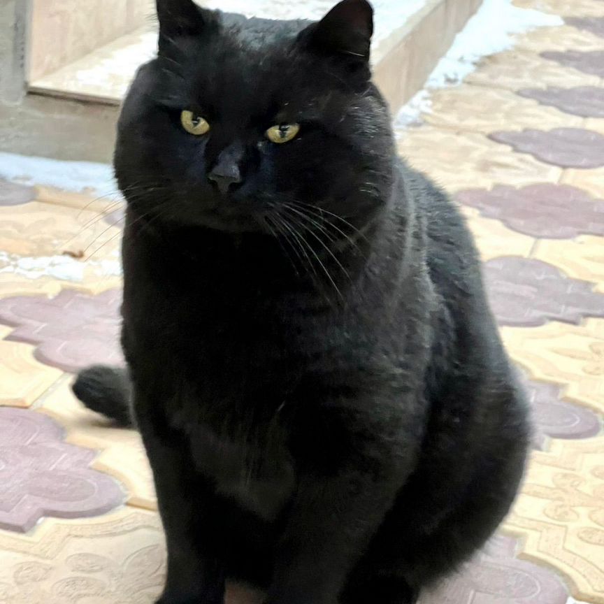 Кот