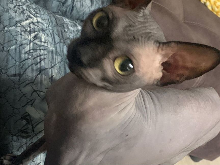 Канадский сфинкс