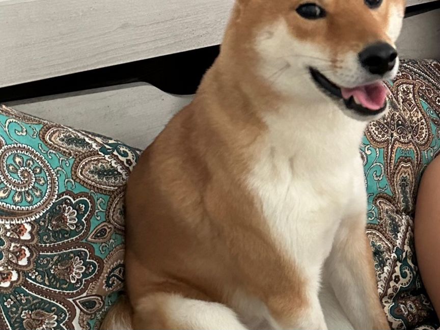 Кобель сиба-ину на вязку