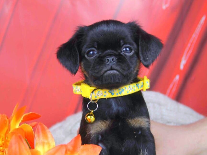 Пти брабансон. Малыш 2 месяца