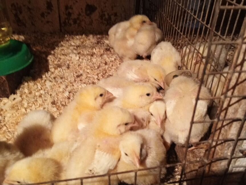 Цыплята бройлеры