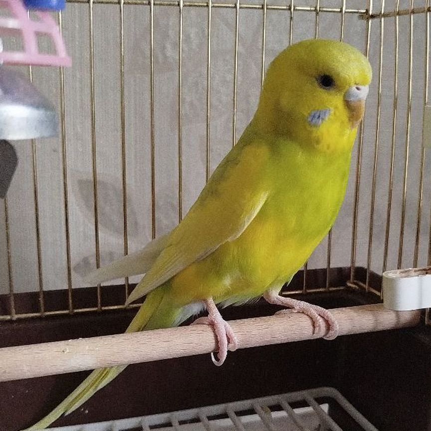 Волнистый попугай девочка