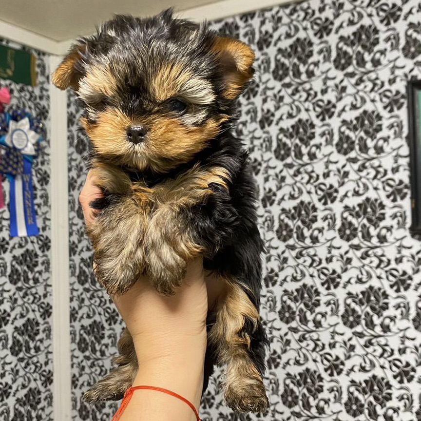 Йоркширский терьер