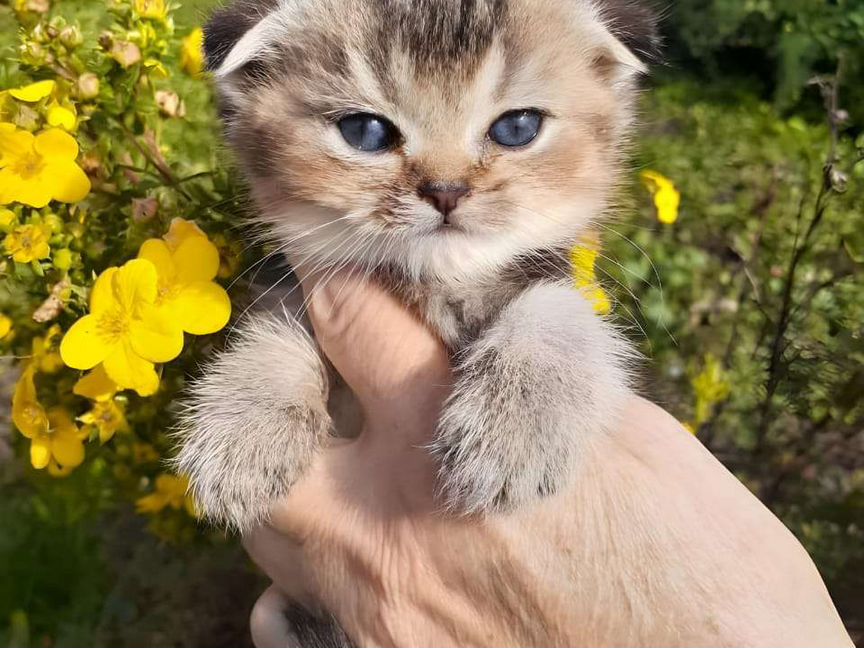 Шотладкая золотая шиншилла