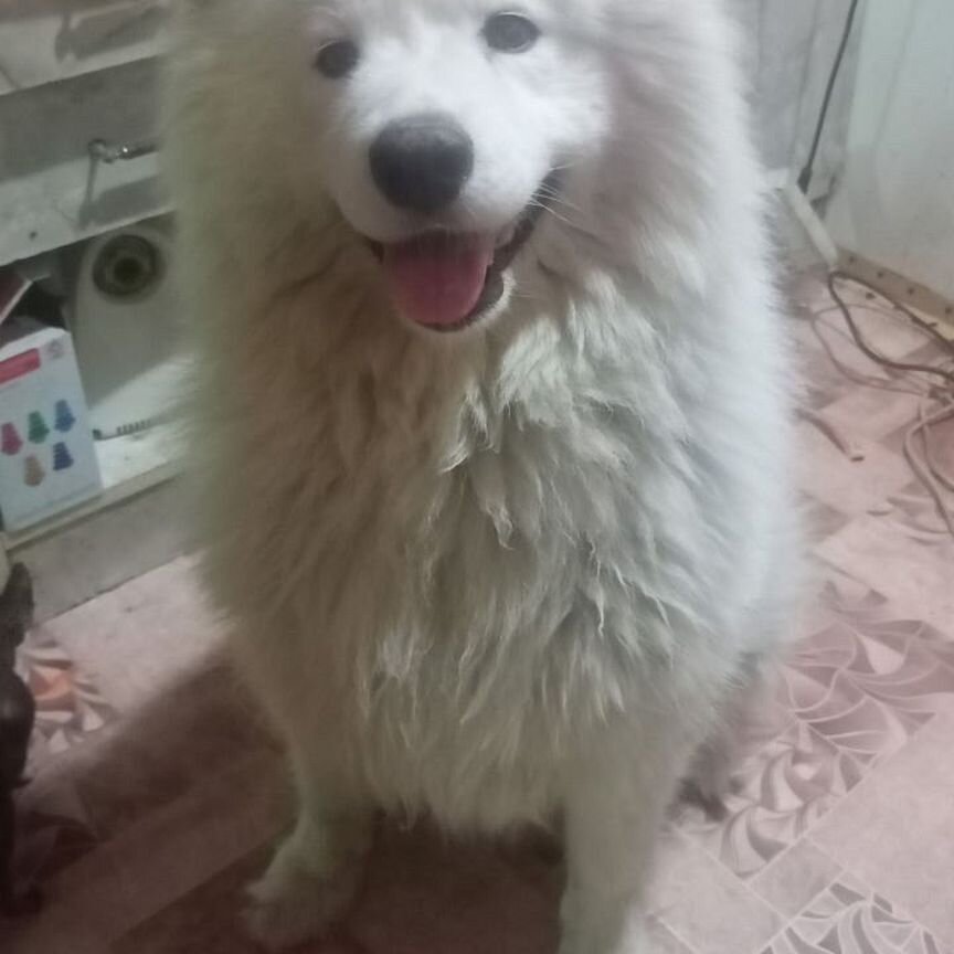 Щенки самоедских лаек