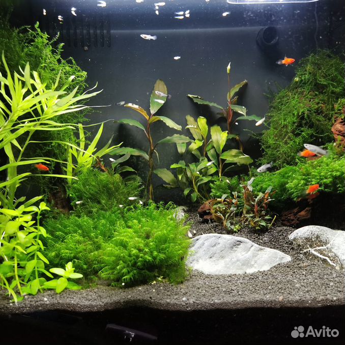 Пецилия красная, пецилия редиска красная