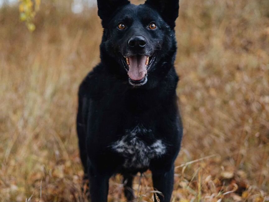 Красавец пёс из приюта Грант ищет дом