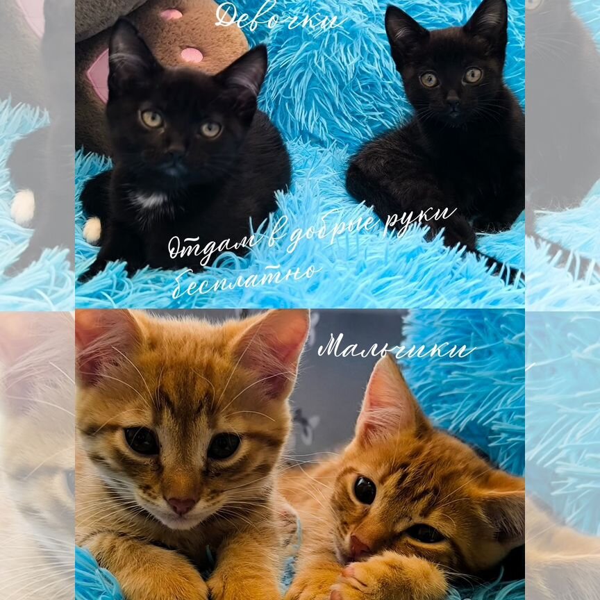 Котёнок в добрые руки