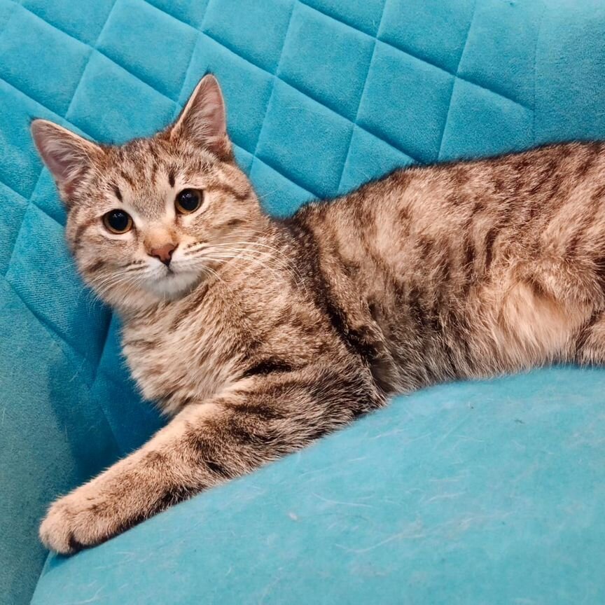 Котик, 6 месяцев