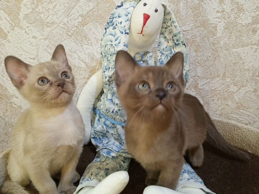 Бурманские котята
