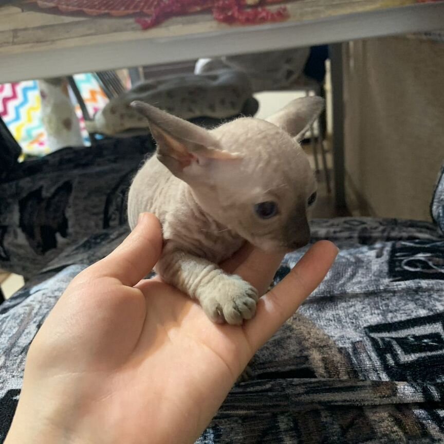 Котята сфинкс