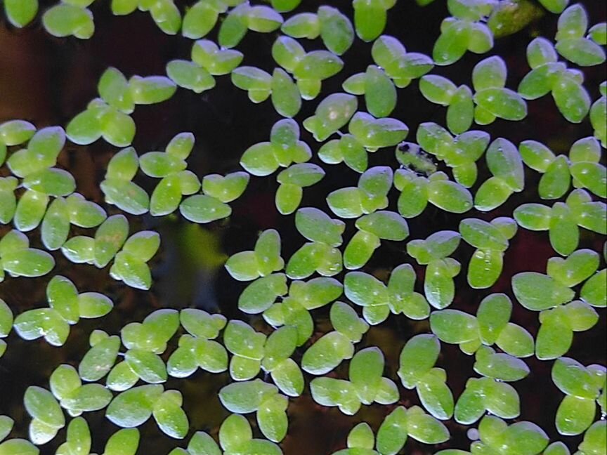 Ряска растение для аквариума