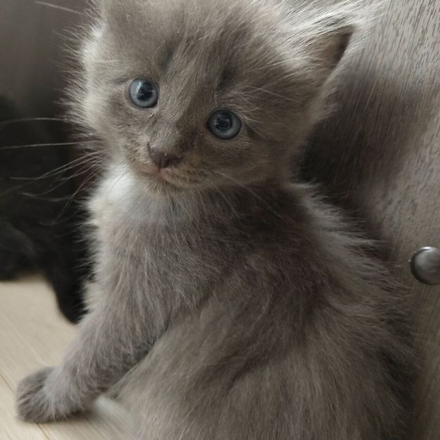 Котята обычные