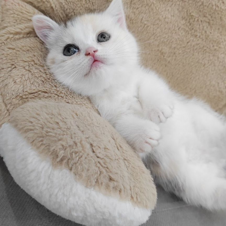 Котята шотландские