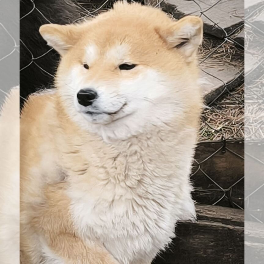 Сиба-ину, щенок