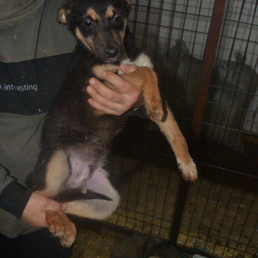 Щенки в добрые руки умирают в отлове