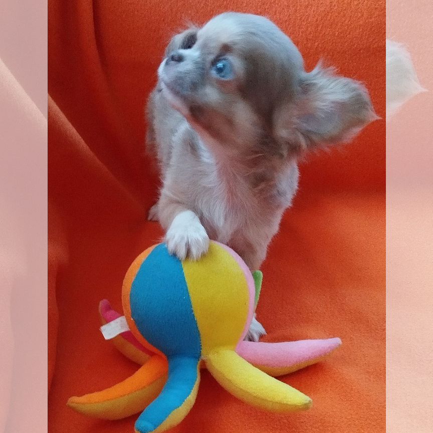 Чихуахуа, щенок