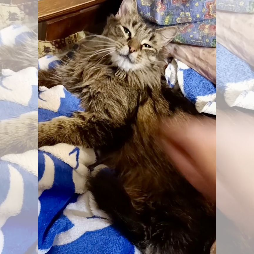 Сибирская, взрослая кошка