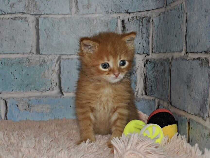 Котенок в добрые руки