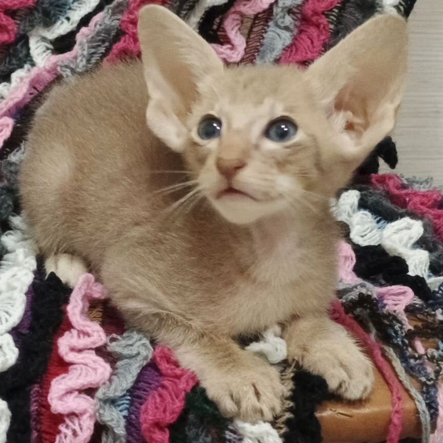 Ориентальный котёнок