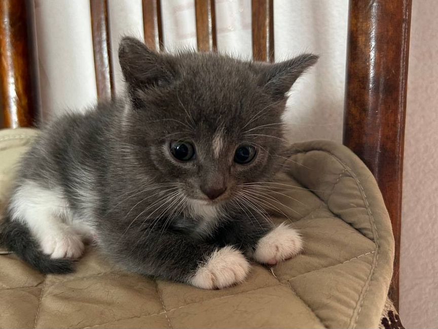 Котенок