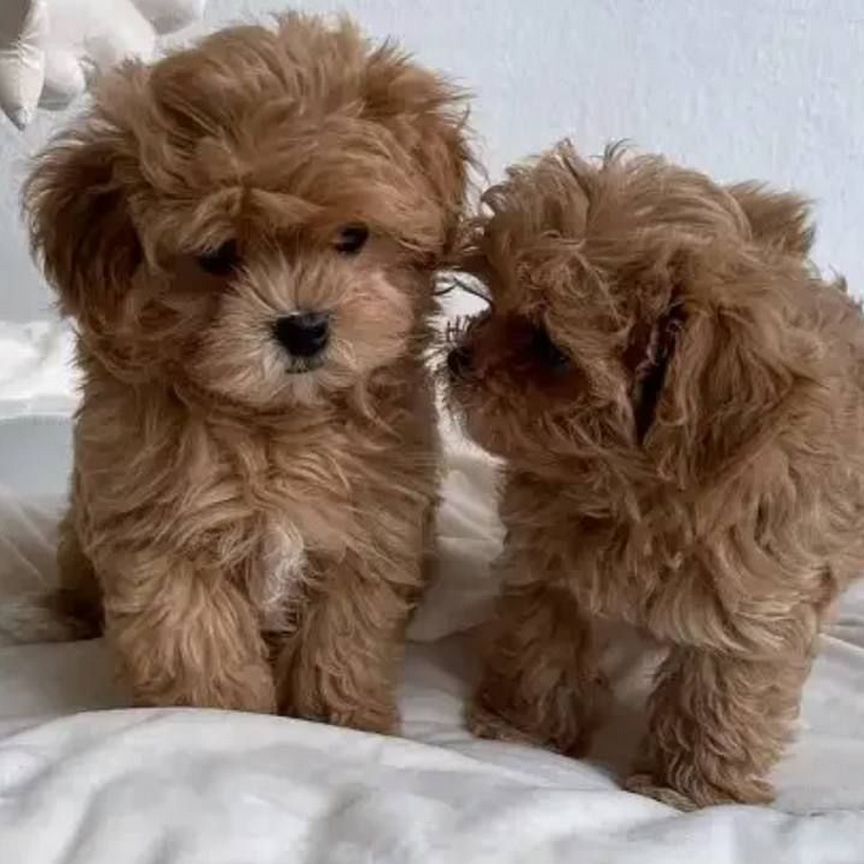 Мальтипу, щенок