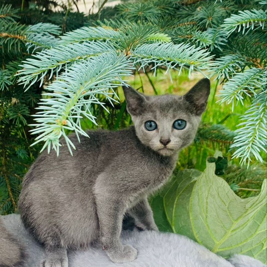 Котята русская голубая