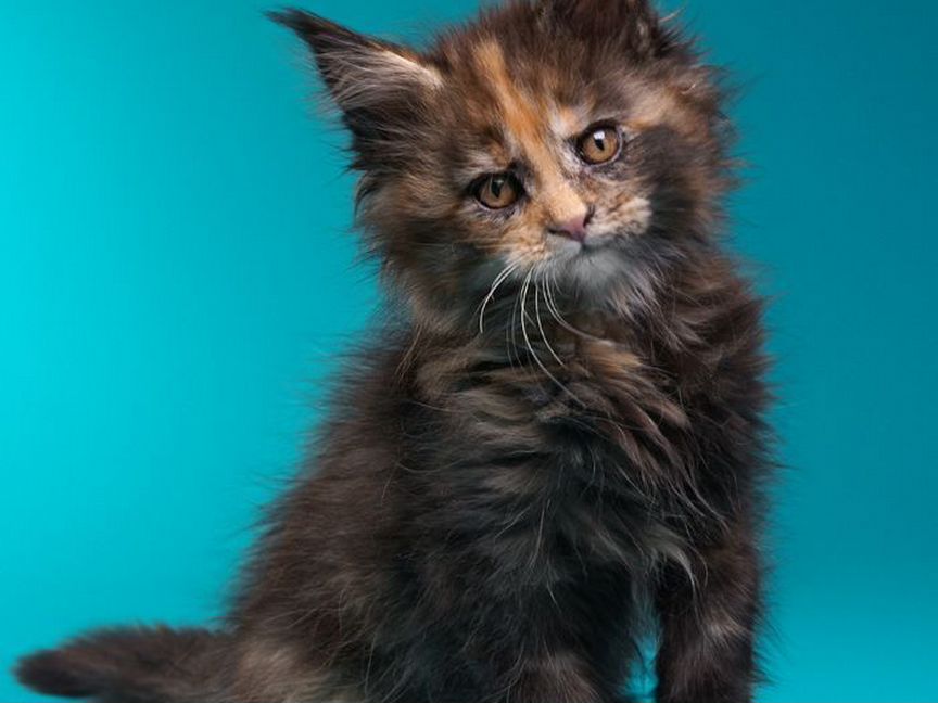 Девочка припевочка