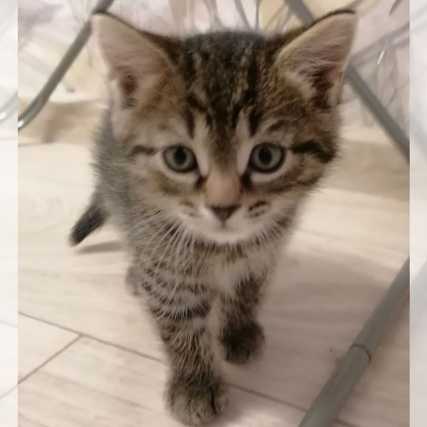 Котёнок в добрые руки