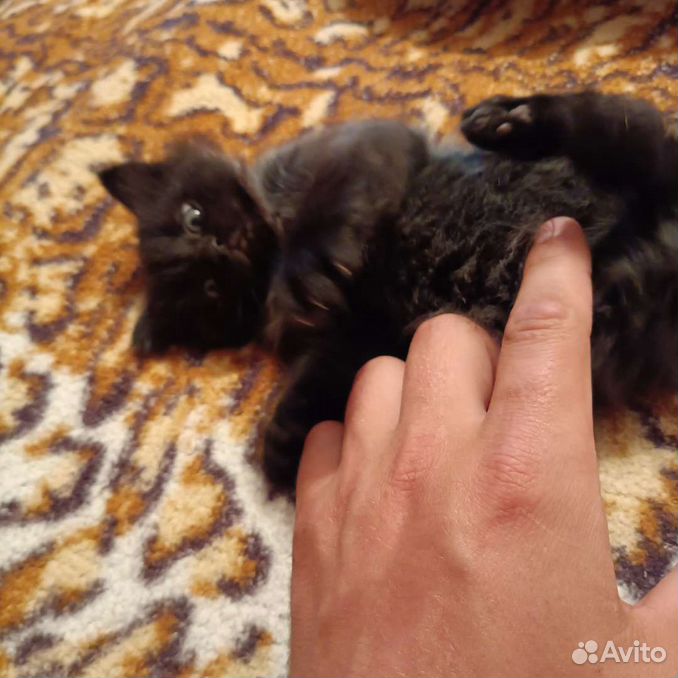 Котенок
