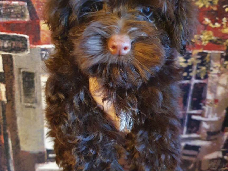 Мальчик и девочка мальтипу